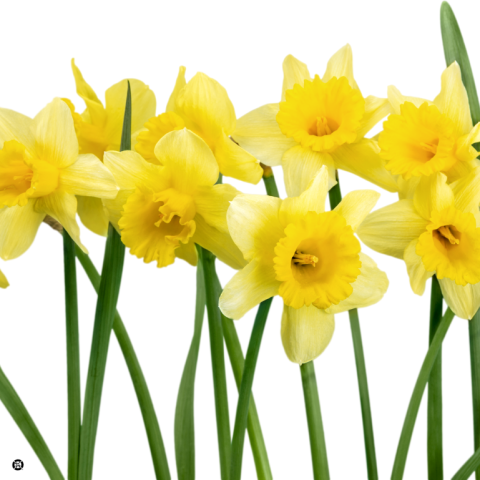 Growing Forward Together: Recover, Connect, Celebrate! | 50th ...